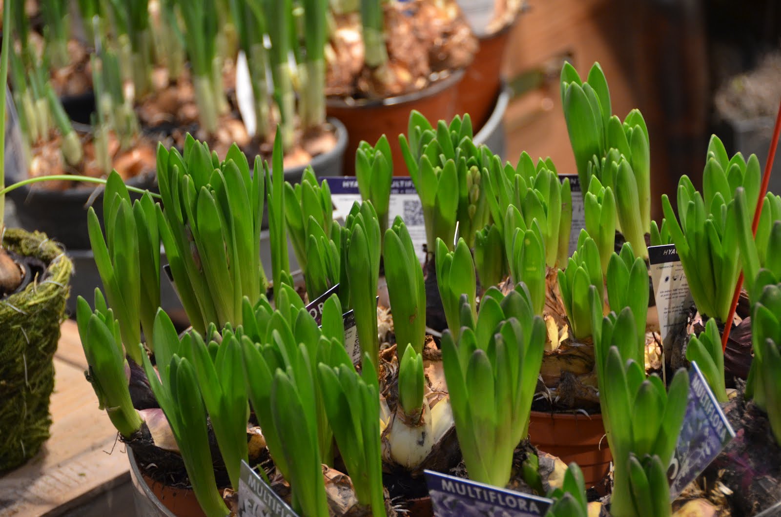 Epoca de floración de los bulbos