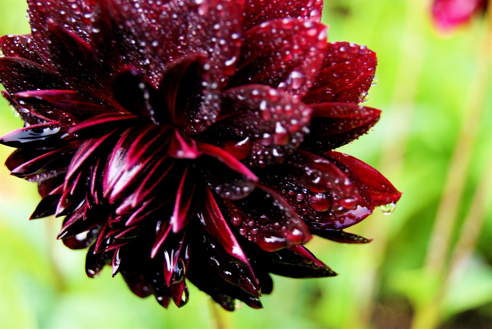 Dalia