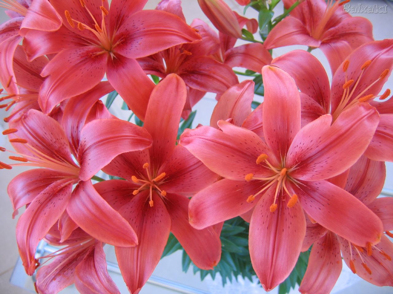 El otoño es el momento de plantar lirios