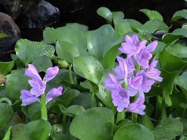 Jacinto de agua - Eichhornia crassipes